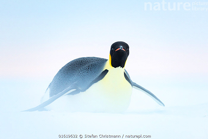 Stock photo of Emperor penguin (Aptenodytes forsteri) tobogganing on ...