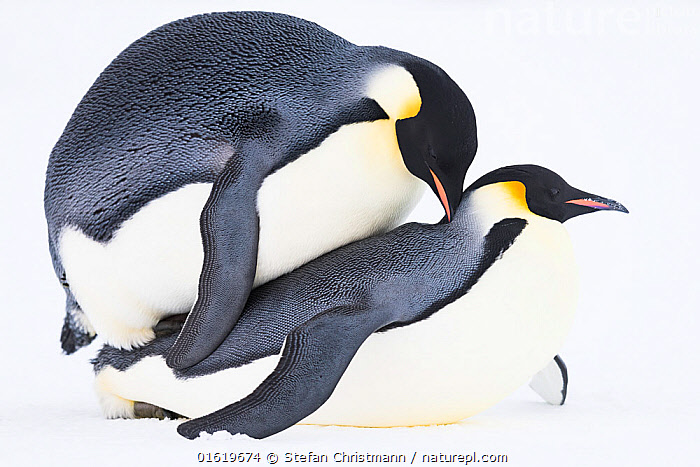 Stock photo of Emperor penguin (Aptenodytes forsteri) pair mating. Atka ...