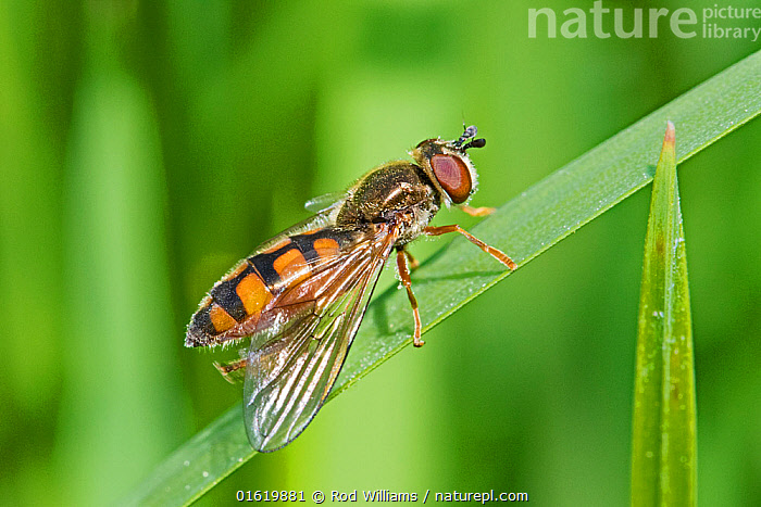 Stock photo of Hoverfly (Platycheirus clypeatus) Sutcliffe Park Nature ...