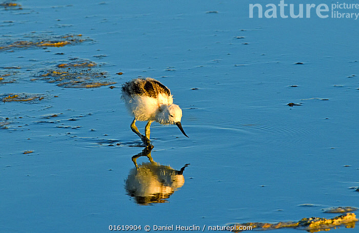 Stock photo of Andean avocet (Recurvirostra andina) juvenile, Salar ...