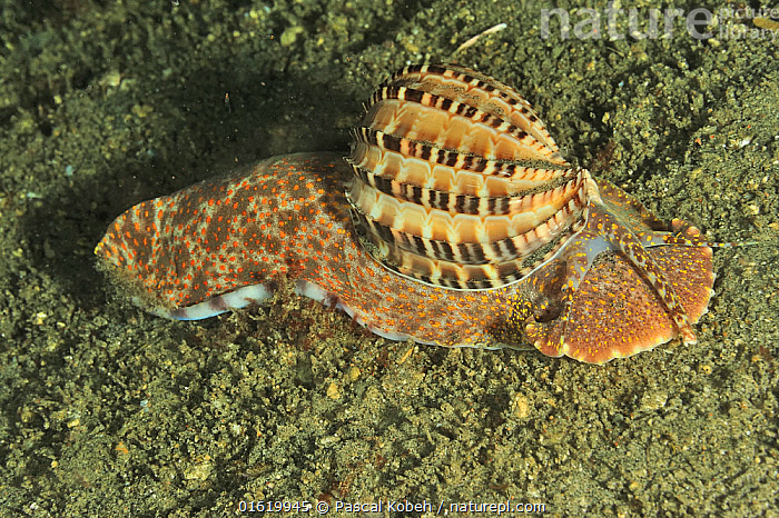 Stock photo of Articulate harp shell (Harpa articularis) on the sand at ...