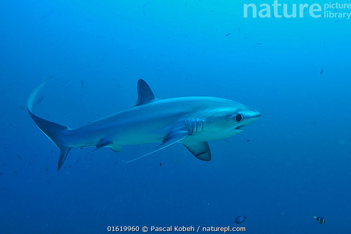 Stock photo of Pelagic thresher shark (Alopias pelagicus) with its long ...