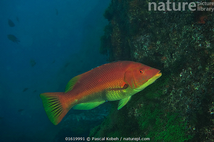 Stock photo of Barred or Red hogfish (Bodianus scrofa) Azores, Atlantic ...