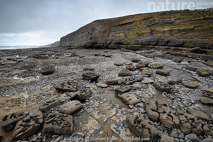 Stock photo of Wave-cut platform in Jurassic age, Liassic limestones ...