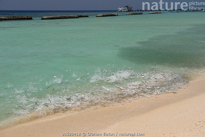 Stock photo of Shoal of Hardyhead Silverside (Atherinomorus lacunosus ...