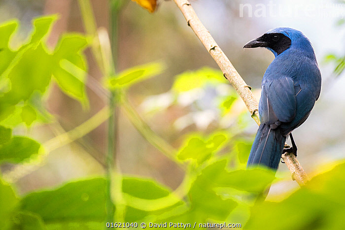 Stock photo of Turquoise jay (Cyanolyca turcosa) , Bellavista private ...