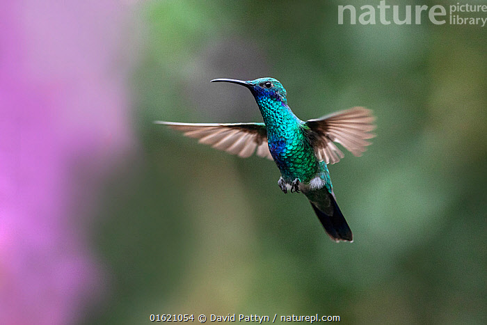 Stock photo of Sparkling Violet-ear (Colibri coruscans) hummingbird in ...