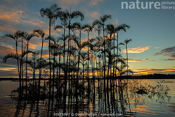 Stock photo of Moriche palm tree (Mauritia flexuosa) at Laguna Grande ...