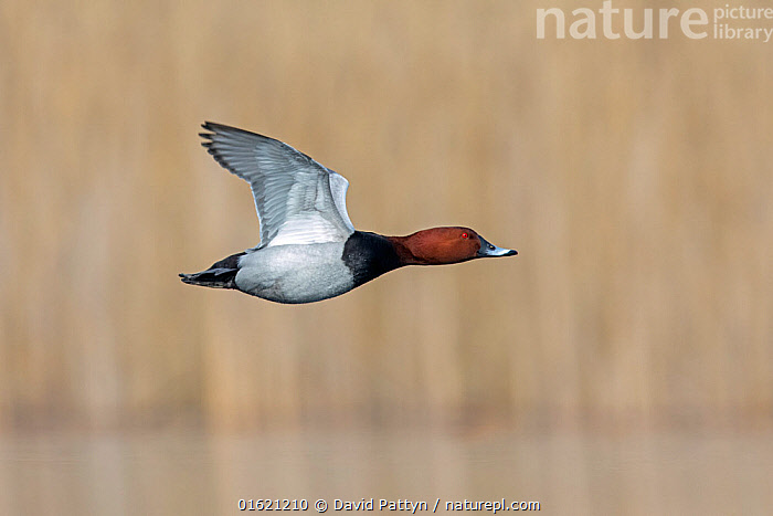 Stock photo of European pochard (Aythya ferina) male drake in flight ...