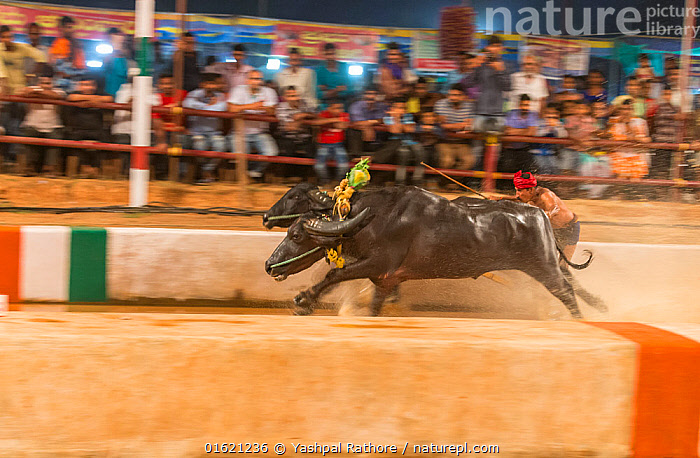 Stock photo of Kambala buffalo racing, Karnataka, India - Man standing ...