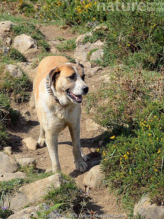 Stock photo of Spanish mastiff guard dog (Canis domesticus) wearing a ...