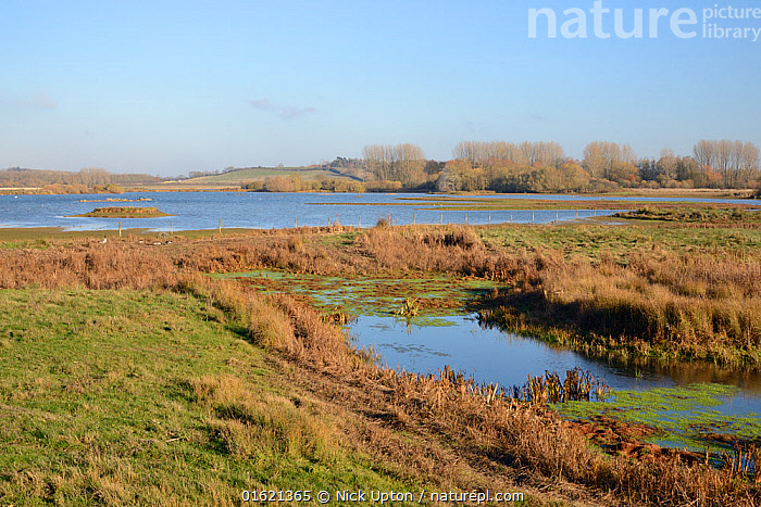 Stock photo of Marshland pool and Rutland Water reservoir, Rutland, UK ...