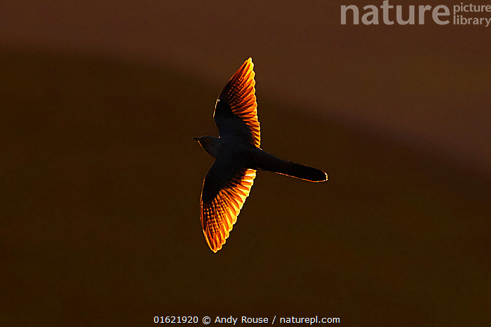 Stock photo of Cuckoo (Cuculus canorus) flying at sunset with sunlight ...
