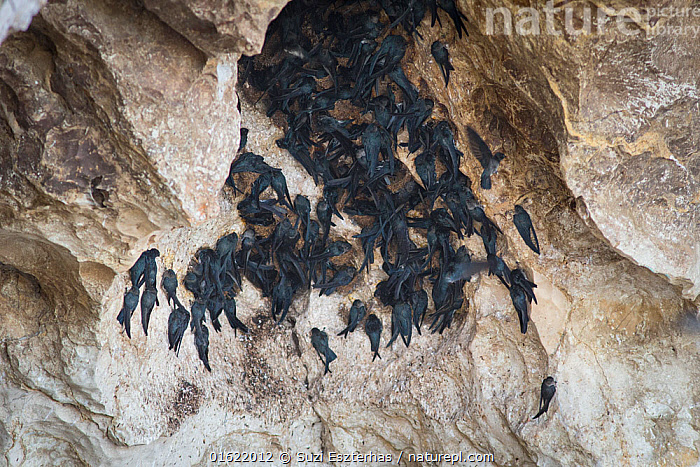Stock photo of Glossy swiftlets (Collocalia esculenta) in cave, Sabah ...