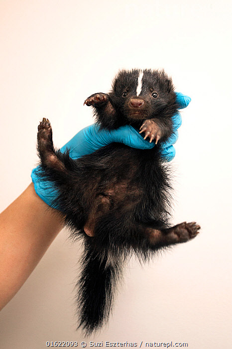 Stock photo of Striped Skunk (Mephitis mephitis) one-month-old orphaned ...