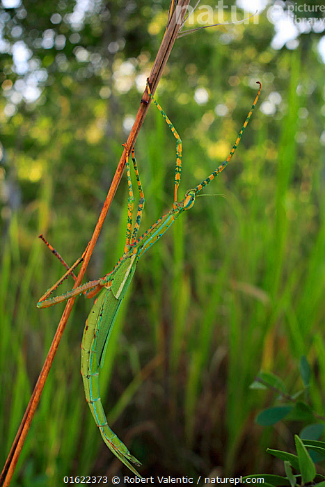 Stock photo of Goliath Stick Insect (Eurycnema goliath) female, walking ...