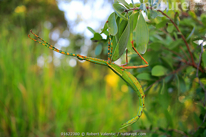 Stock photo of Goliath Stick Insect (Eurycnema goliath) adult female ...