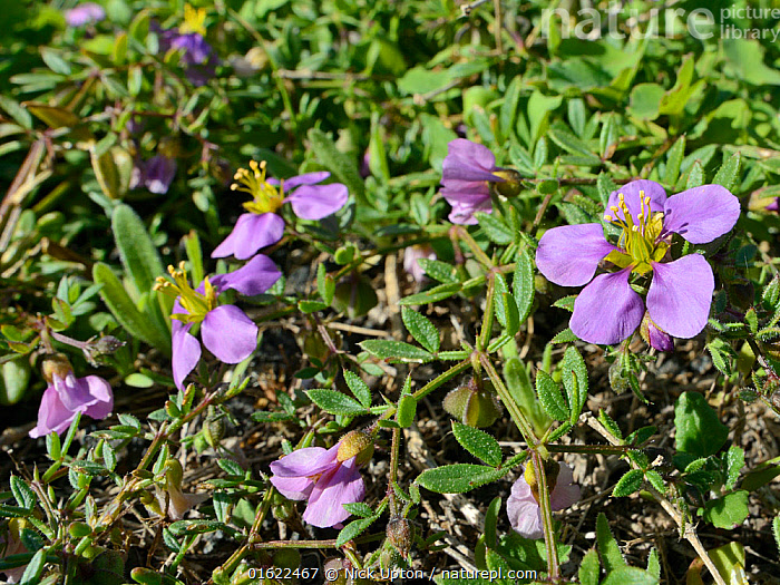 Stock photo of Virgin's Mantle / Cretan prickly clover (Fagonia cretica ...