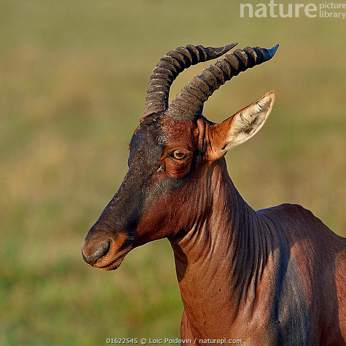 Stock photo of Korrigum (Damaliscus korrigum) portrait, Masai Mara ...