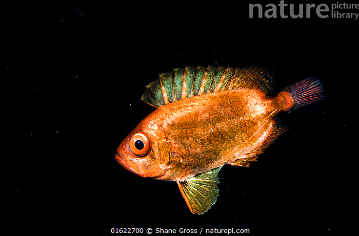 Stock photo of A juvenile soldierfish, possibly a Crescent-tail bigeye ...