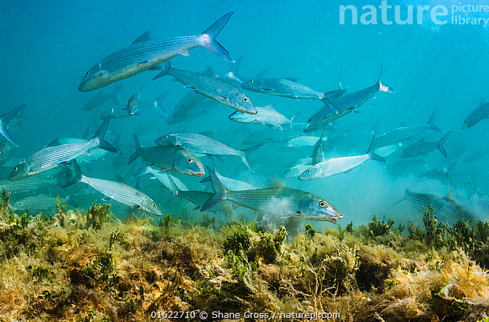 Stock photo of School of bonefish (Albula vulpes) hunt for crustaceans ...