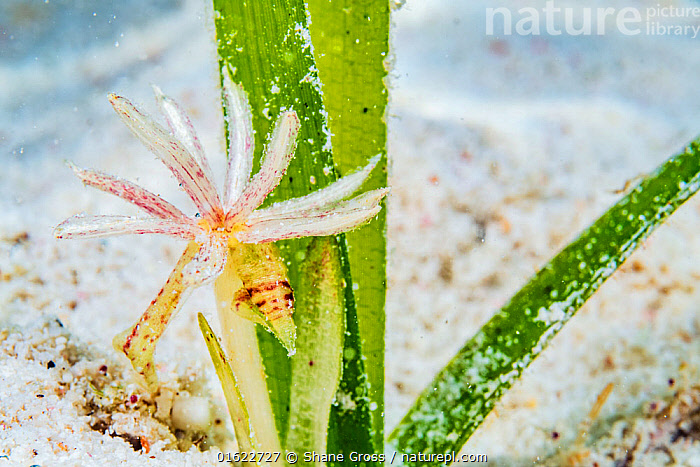 Stock photo of Turtlegrass (Thalassia testudinum) seagrass flower, off ...