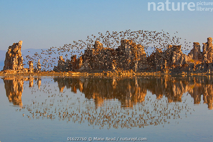 Stock photo of Wilson's Phalaropes (Phalaropus tricolor) flock flying ...