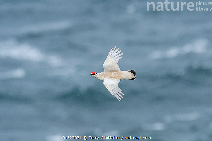 Stock photo of Ptarmigan (Lagopus muta) male in flight Langanes ...