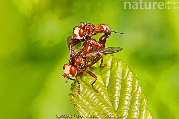 Stock photo of A mating pair of conopid flies (Sicus ferrugineus), New ...