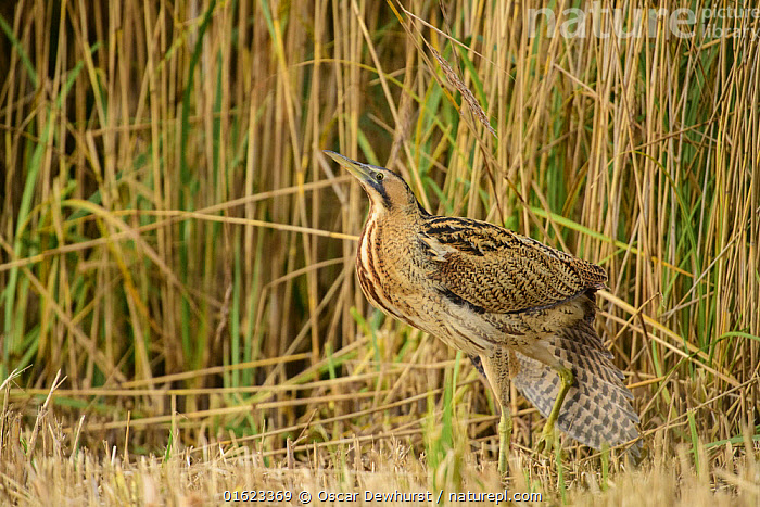 Stock photo of Great bittern (Botaurus stellaris) stretching wing in ...