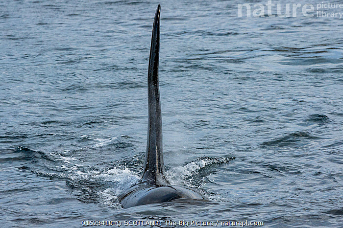 Stock photo of Orca (Orcinus orca) bull with large dorsal fin surfacing ...