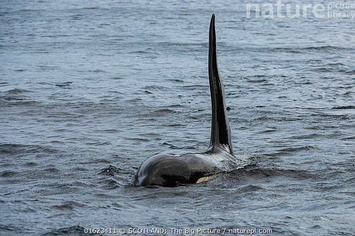 Stock photo of Orca (Orcinus orca) bull with large dorsal fin surfacing ...
