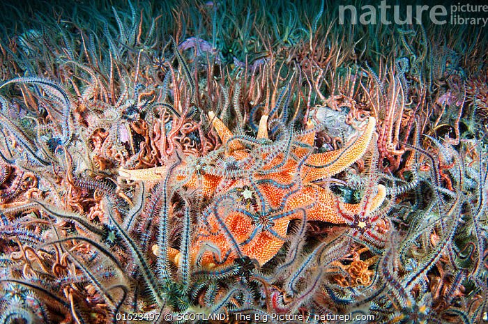 Stock photo of Yellow sun star (Solaster endeca) amongst Brittle stars ...