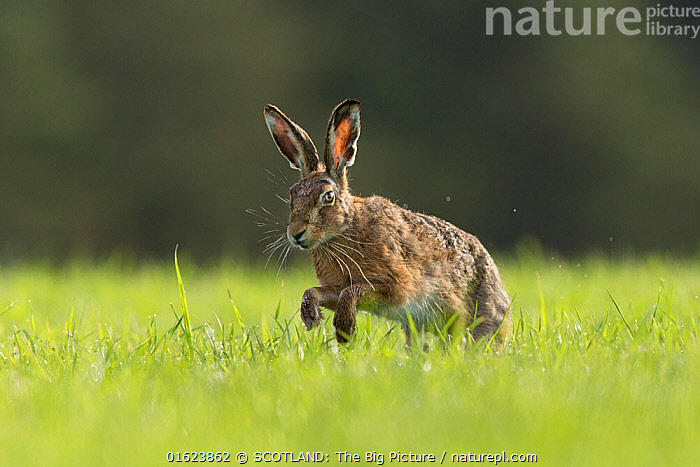 Stock photo of RF - Brown Hare (Lepus europaeus) running through field ...