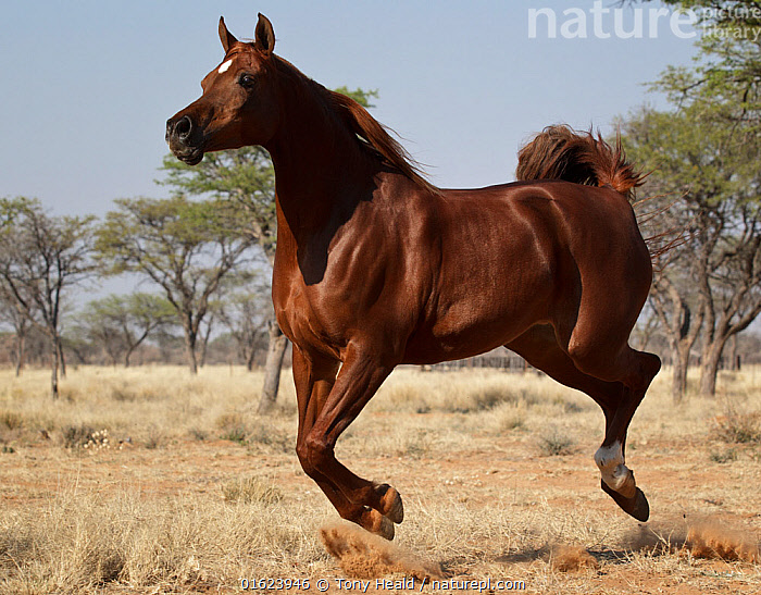 Stock photo of Chestnut Arabian horse galloping, in mid-air. Namibia ...