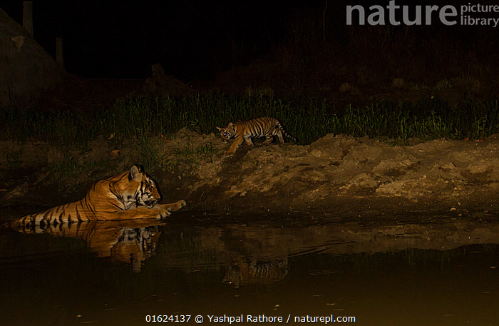 Stock photo of Bengal tiger (Panthera tigris tigris) nervous cub, aged ...