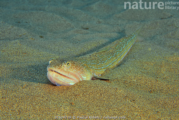 Stock photo of Bluestriped lizardfish (Synodus saurus) laying on the ...