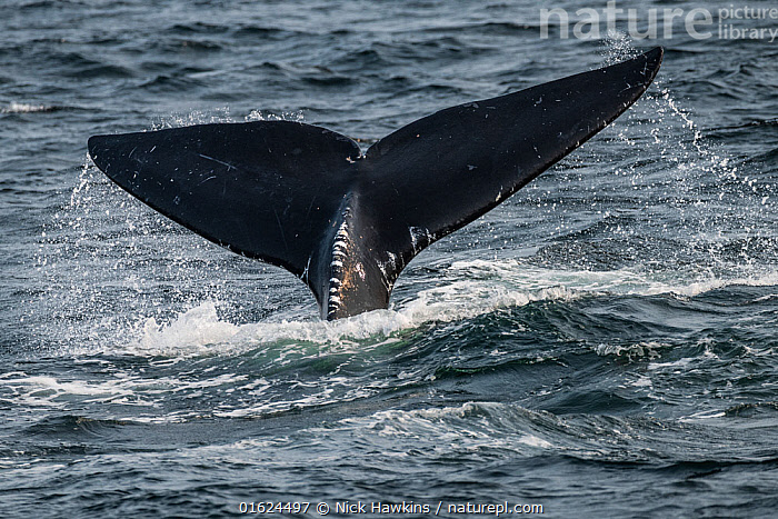 Stock photo of Entanglement scars from fishing gear on the tail of a ...