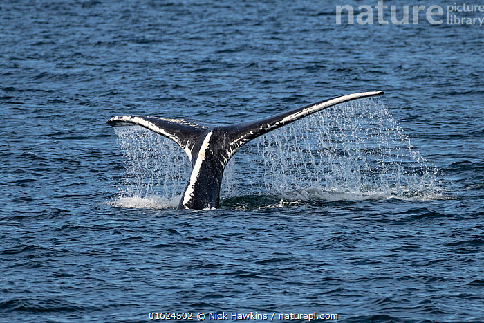 Stock photo of Entanglement scars from fishing gear on the tail of a ...