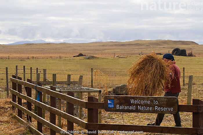 Stock photo of Jamie Boyle, RSPB warden for the Uists putting out black ...