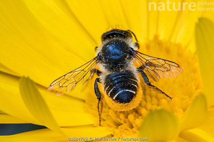 Stock photo of Patchwork leafcutter bee (Megachile centuncularis ...