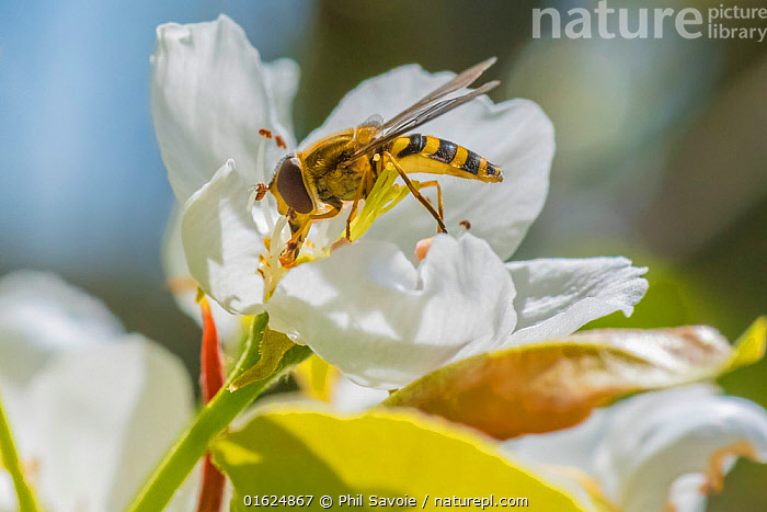 Stock photo of American hoverfly (Eupeodes americanus) feeding on Apple ...
