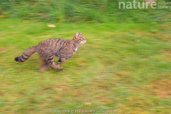 Stock photo of Scottish wildcat (Felis silvestris grampia) running ...