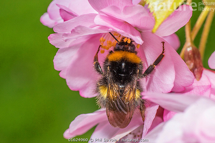 Stock photo of Early bumblebee (Bombus pratorum) queen feeding on ...