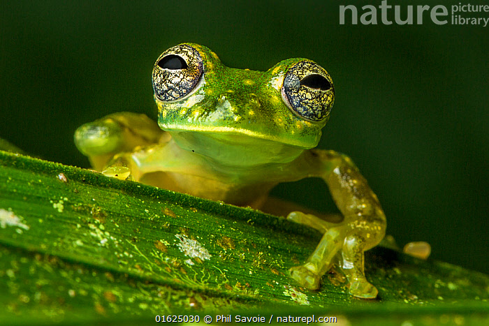 Stock photo of Yellow flecked glass frog (Cochranella albomaculata) La ...