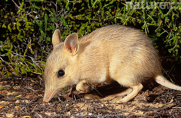 Stock photo of Western barred bandicoot (Perameles bougainville ...