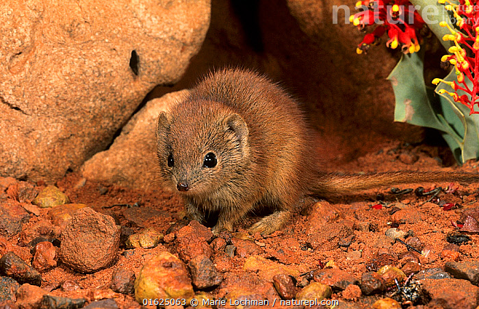 Stock photo of Little red kaluta (Dasykaluta rosamondae) Great Sandy ...