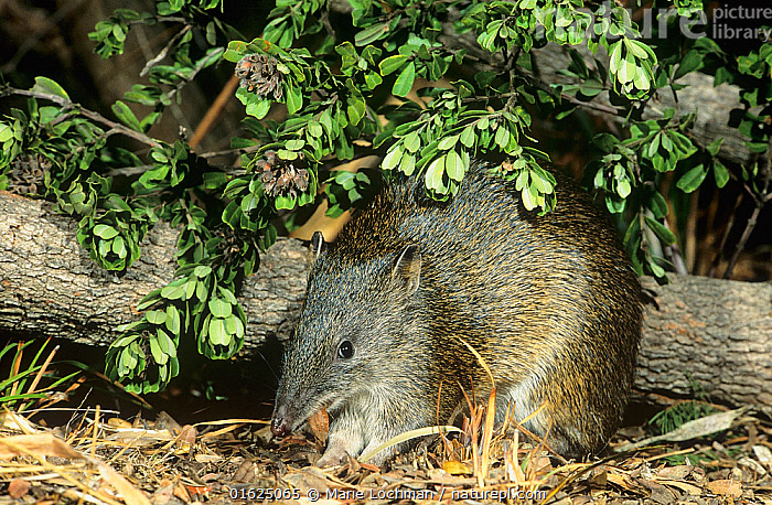 Stock photo of Southern Brown Bandicoot of Quenda (Isoodon obesulus ...