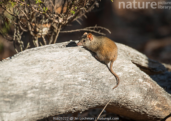 Stock photo of Yellow-footed Antechinus (Antechinus flavipes subsp ...