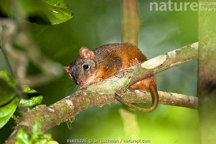 Stock photo of Yellow-footed antechinus (Antechinus flavipes subsp ...